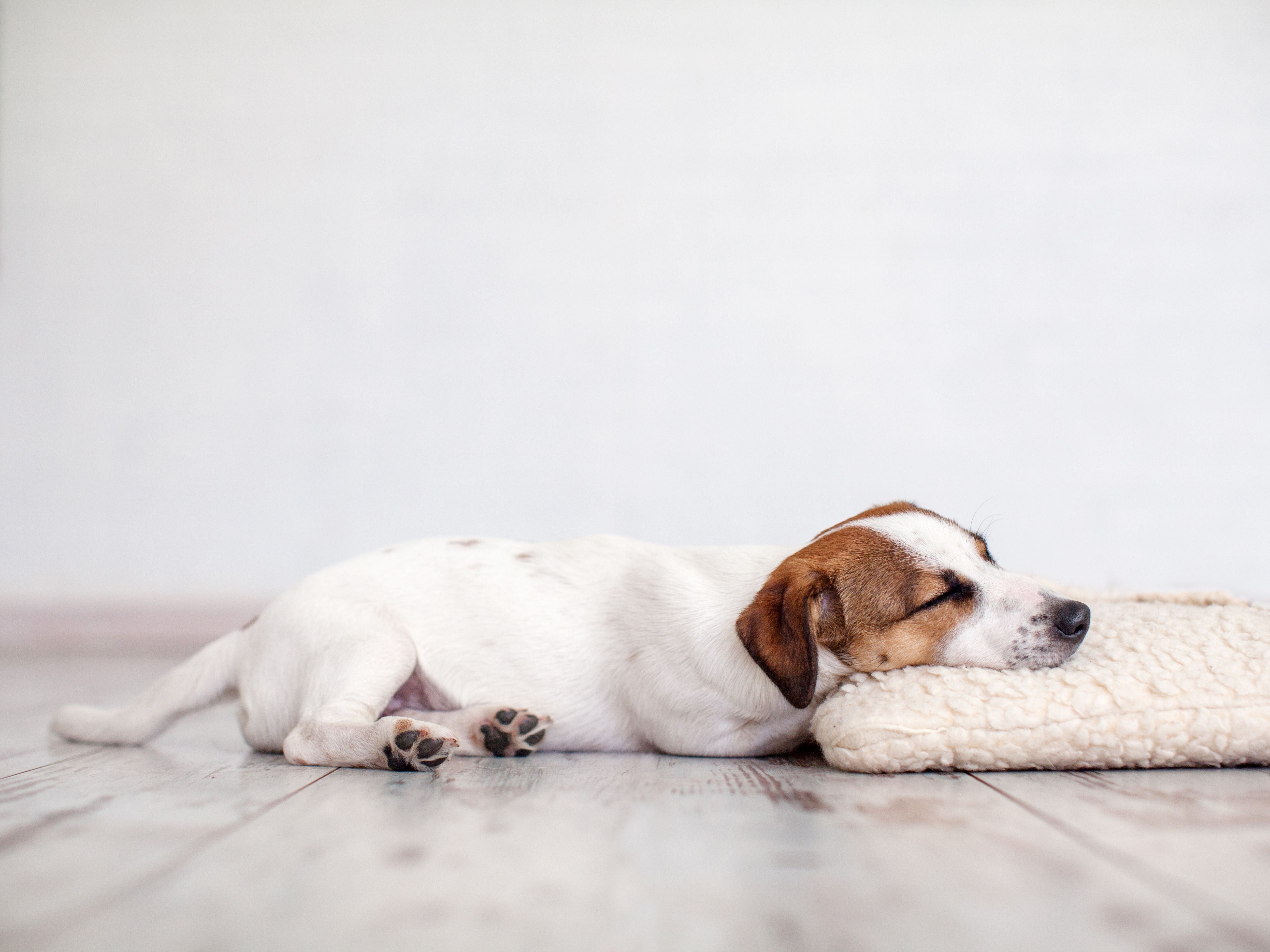 Dog Nightmares: What Can You Do About Them?
